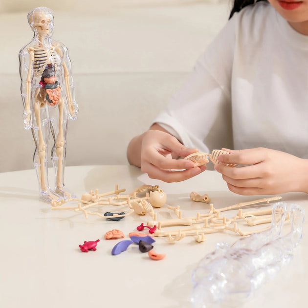 Clear Human Body Structure Model – acelimosf.com