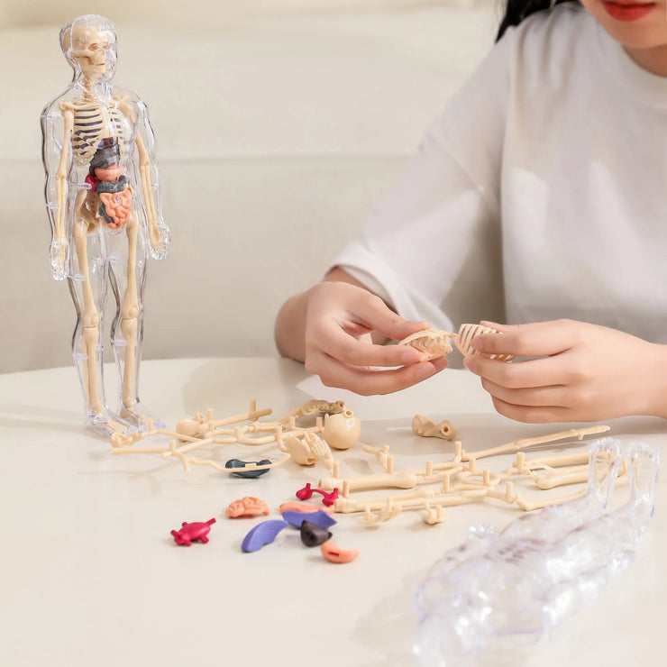 Clear Human Body Structure Model – acelimosf.com
