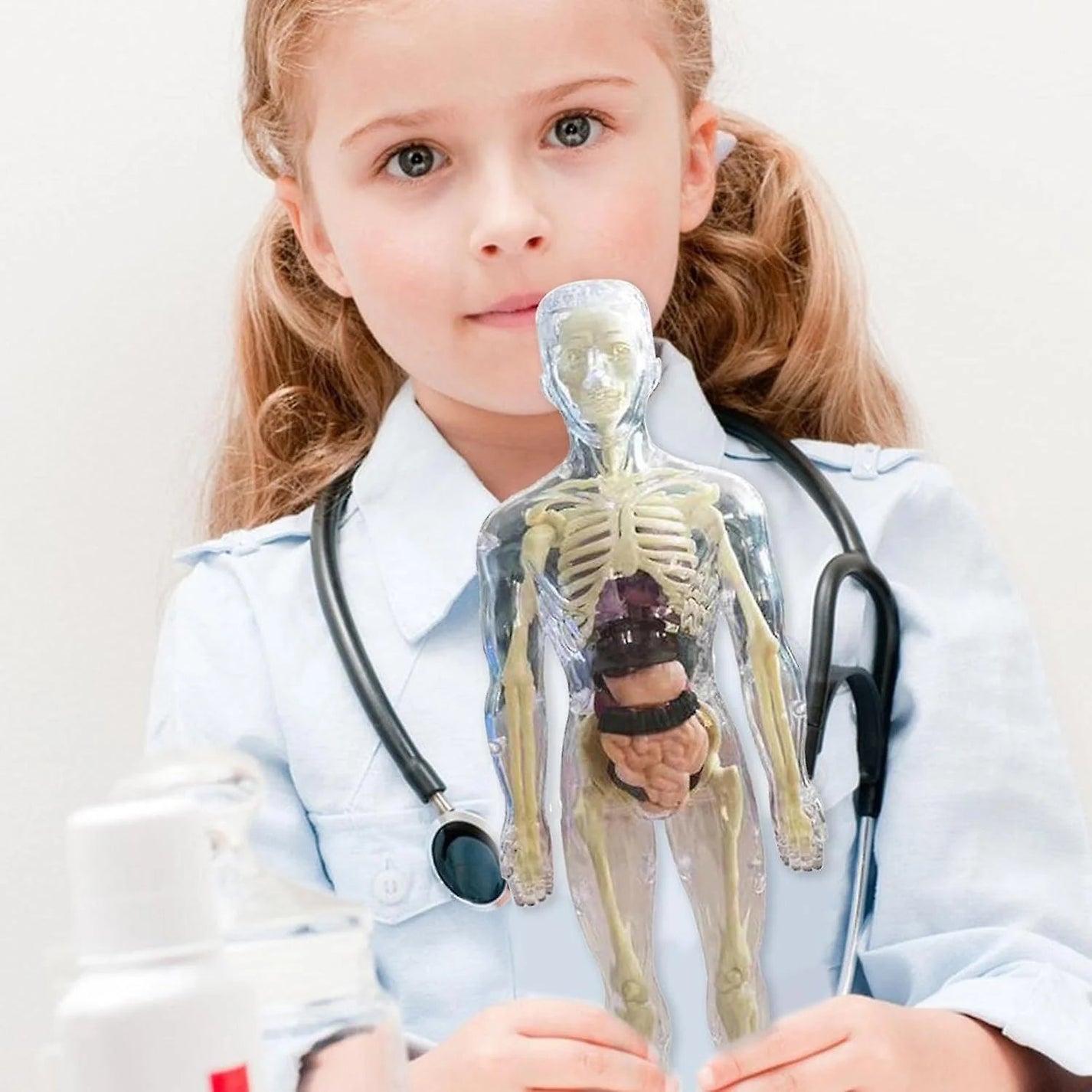 Clear Human Body Structure Model – acelimosf.com