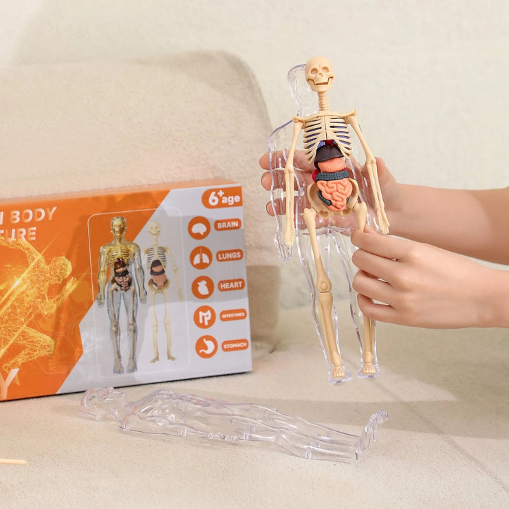 Clear Human Body Structure Model – acelimosf.com