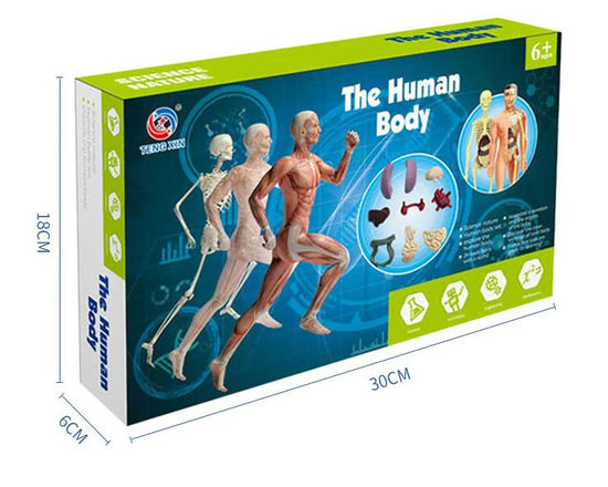 Clear Human Body Structure Model – acelimosf.com