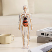 Clear Human Body Structure Model – acelimosf.com
