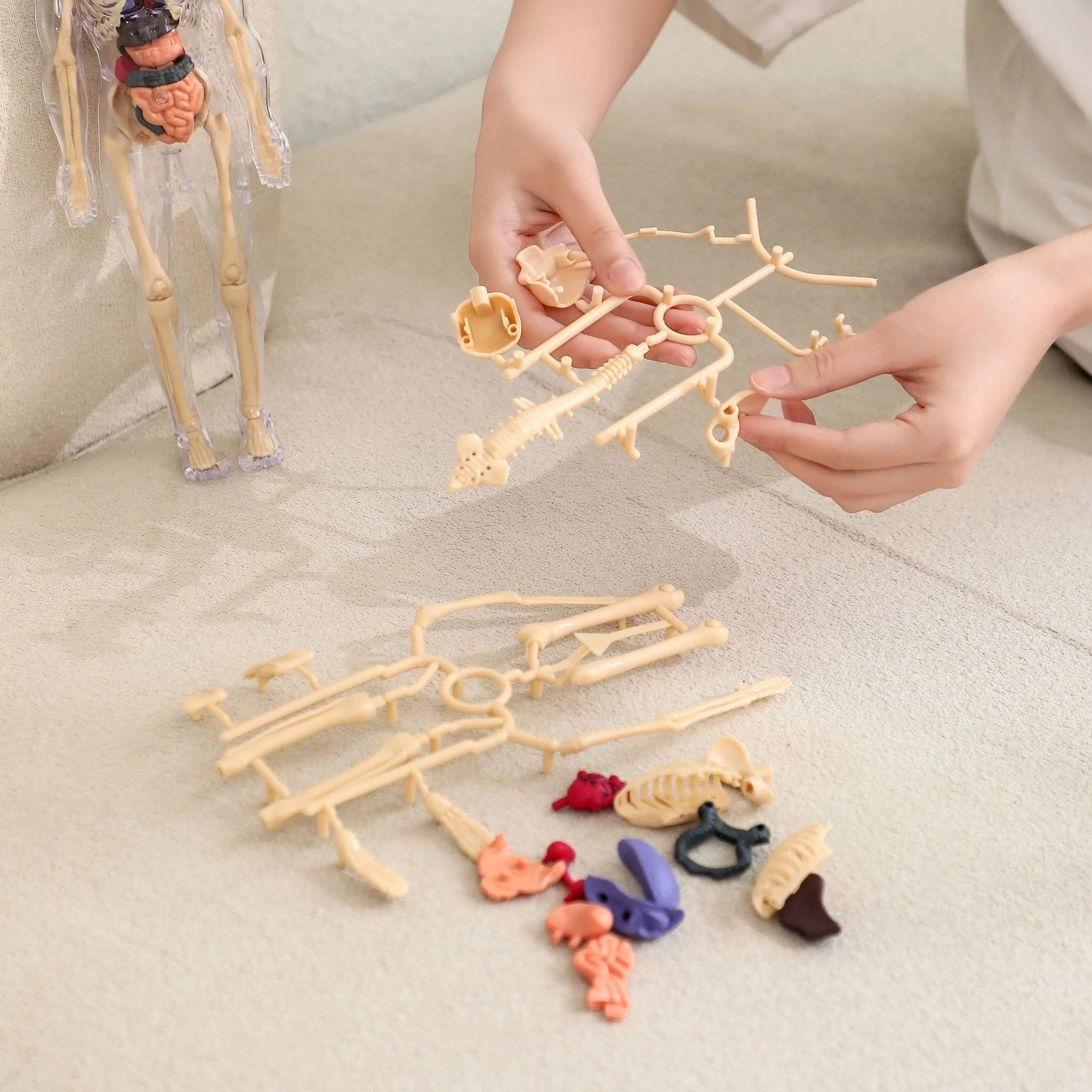Clear Human Body Structure Model – acelimosf.com