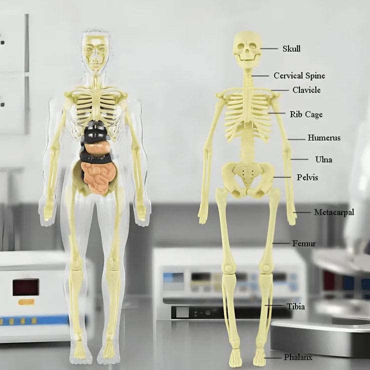 Clear Human Body Structure Model – acelimosf.com